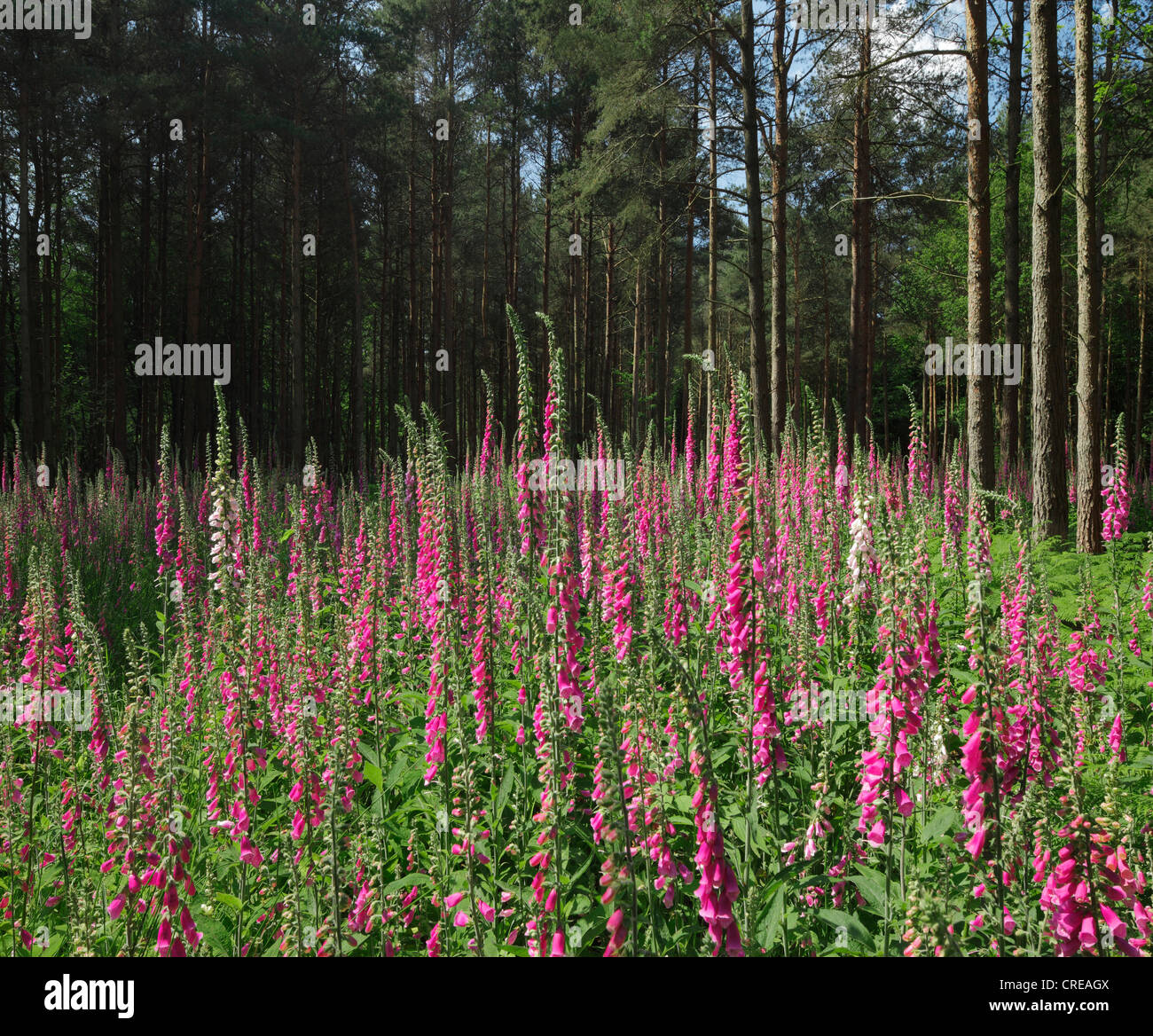 Tall foxgloves hi-res stock photography and images - Alamy