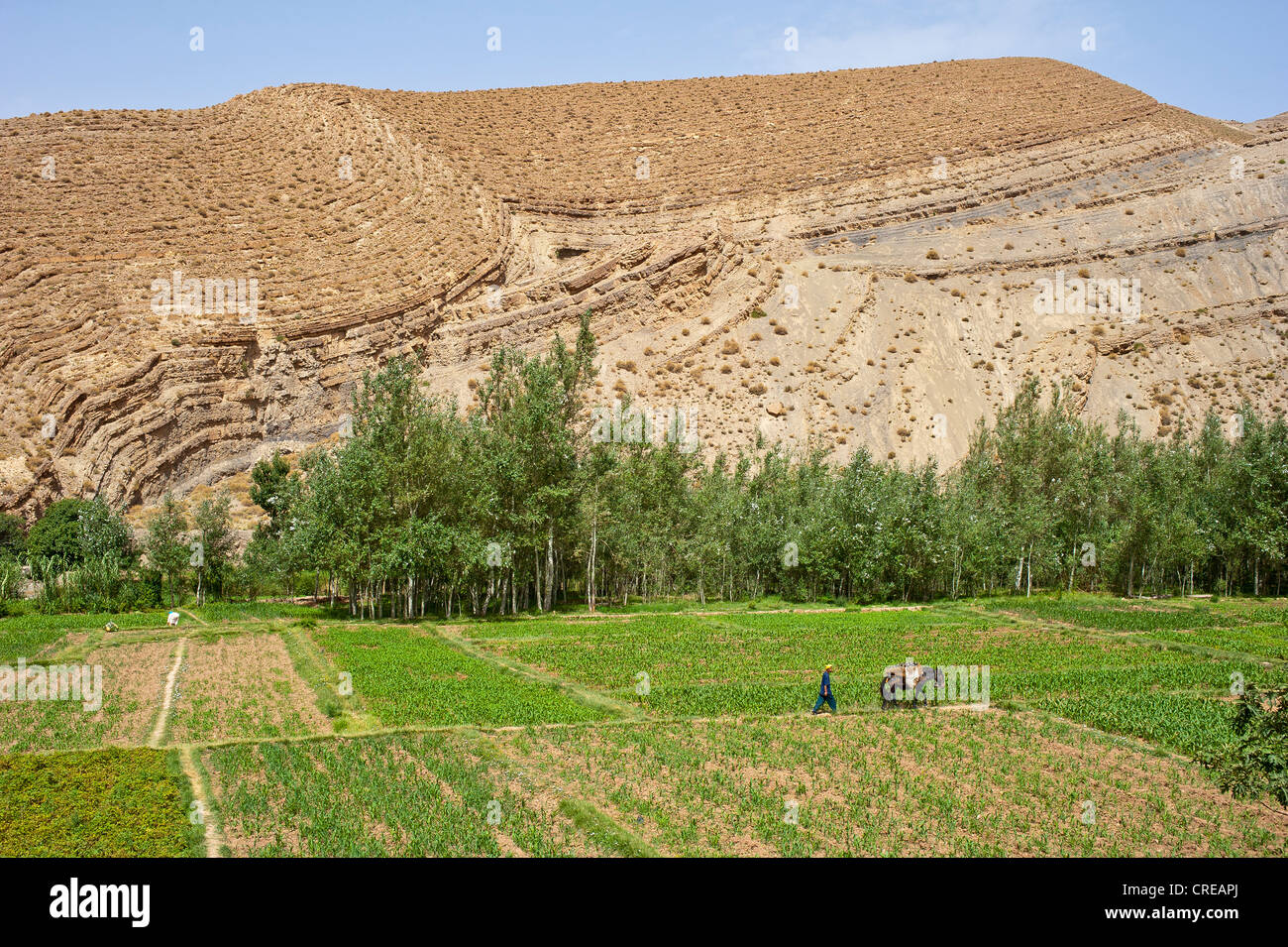 Tree trees mountains horse hi-res stock photography and images - Alamy