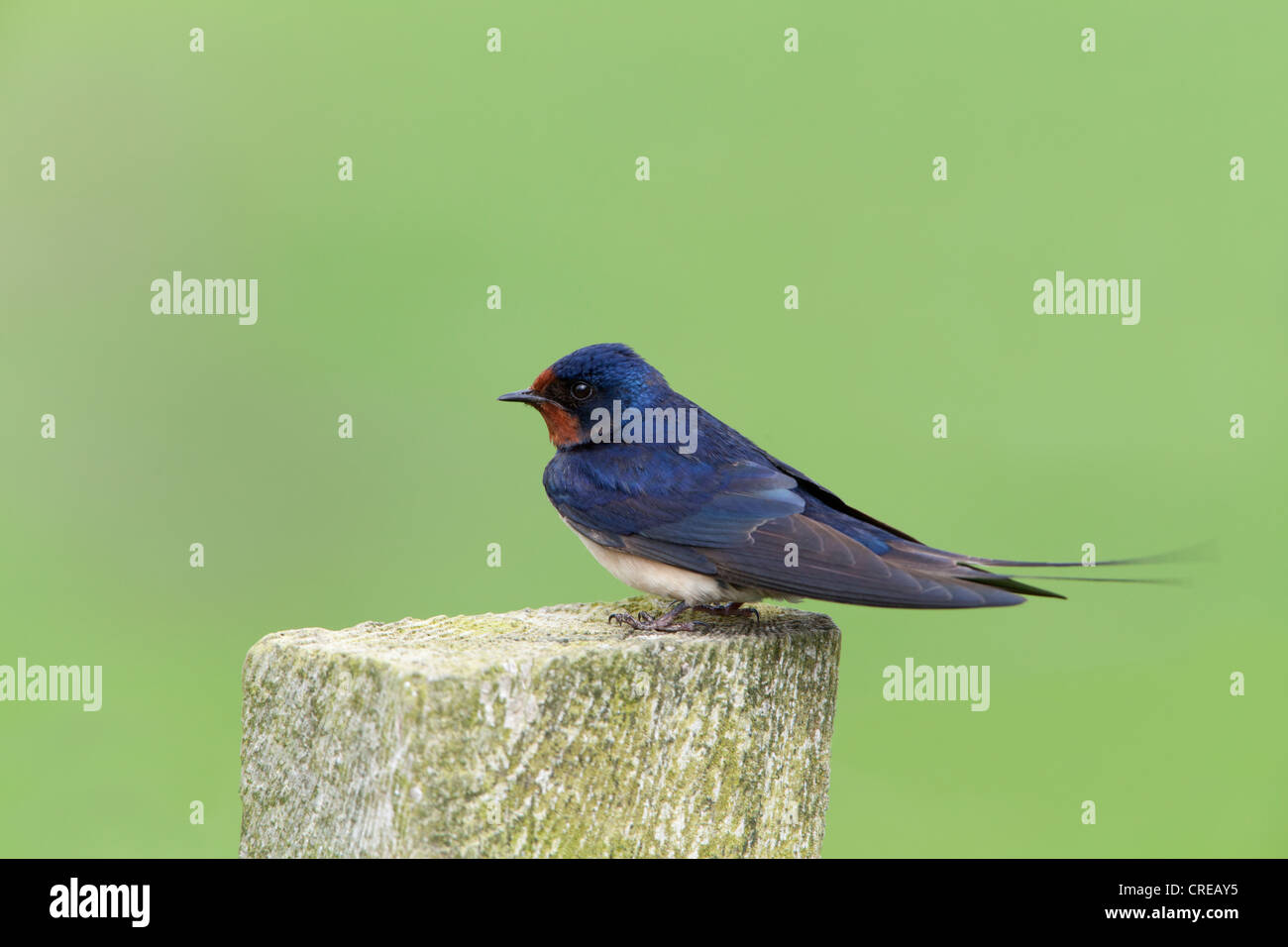 Male barn swallow hi-res stock photography and images - Alamy