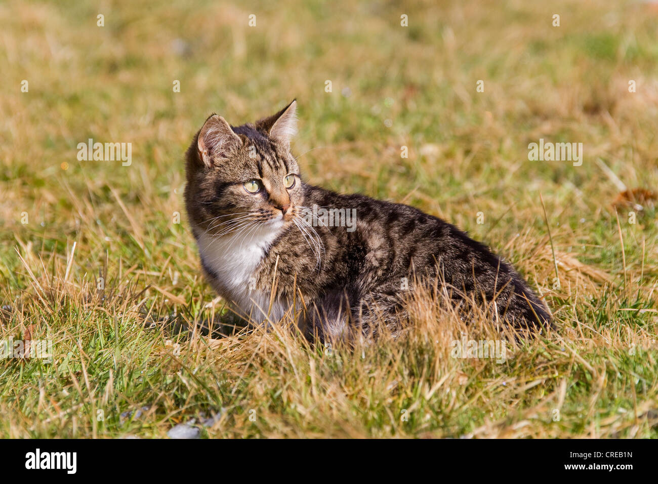 Domestic cat pe hi-res stock photography and images - Alamy