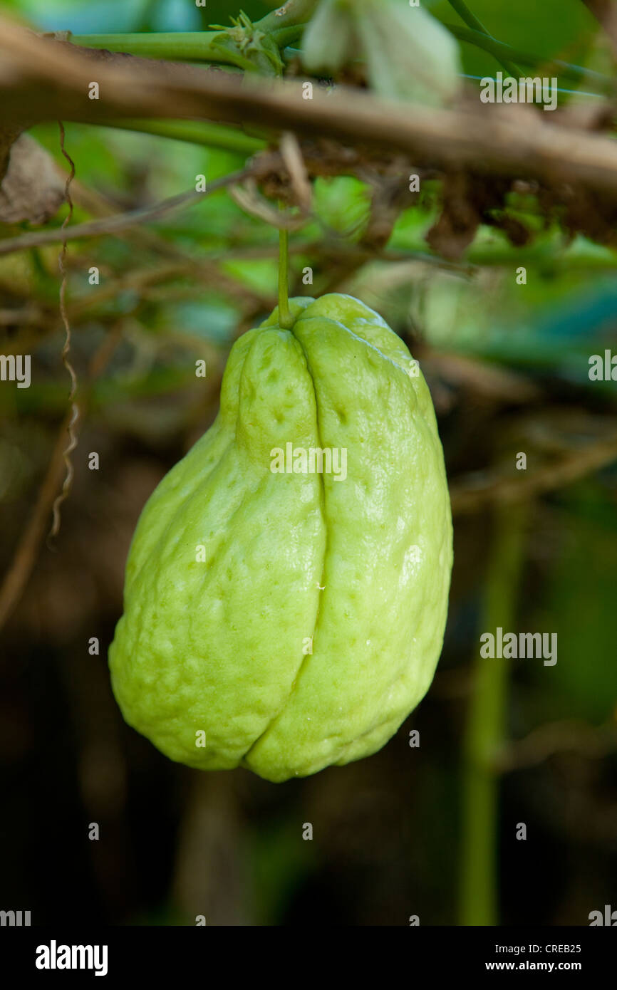Chayote (Sechium edule), a vegetable grown mostly in the Cirque de ...