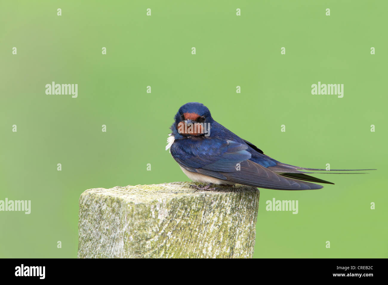 Male barn swallow hi-res stock photography and images - Alamy