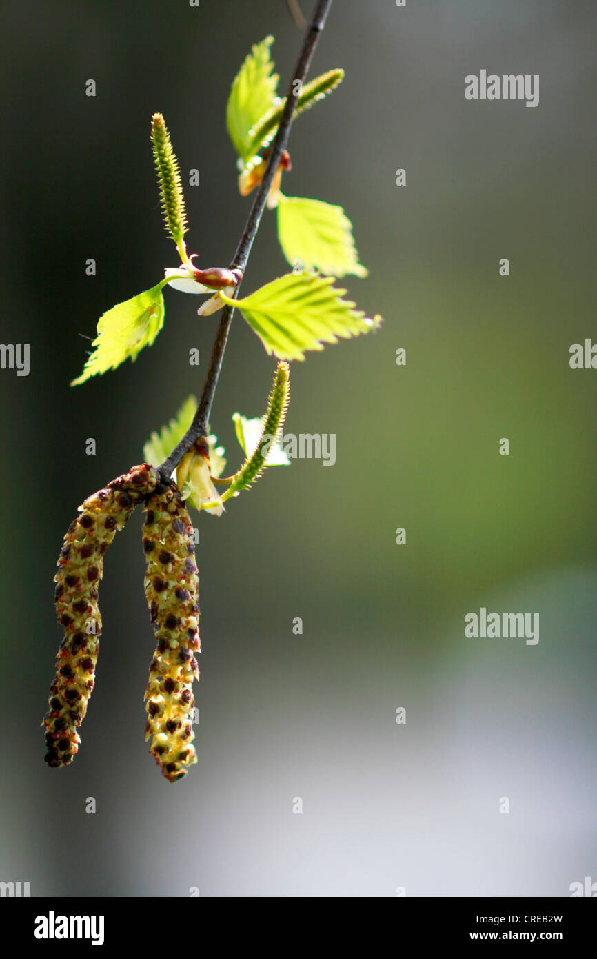 common birch, silver birch, European white birch, white birch (Betula ...