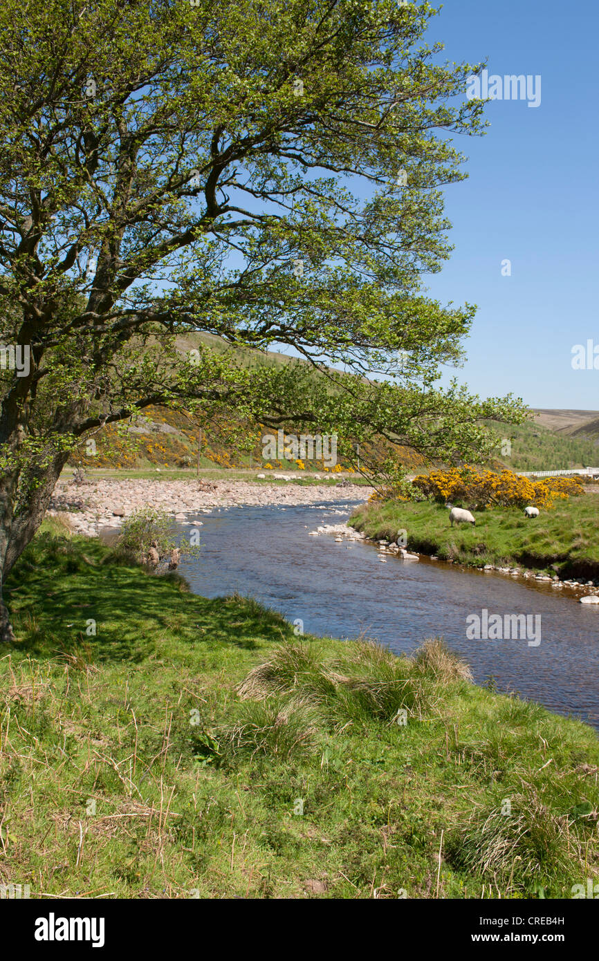 River in Breamish Valley Northumberland Stock Photo - Alamy
