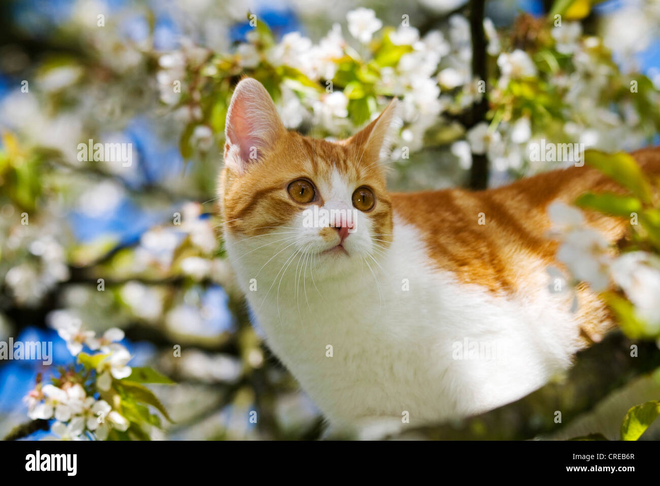 Domestic cat cherry tree hi-res stock photography and images - Alamy