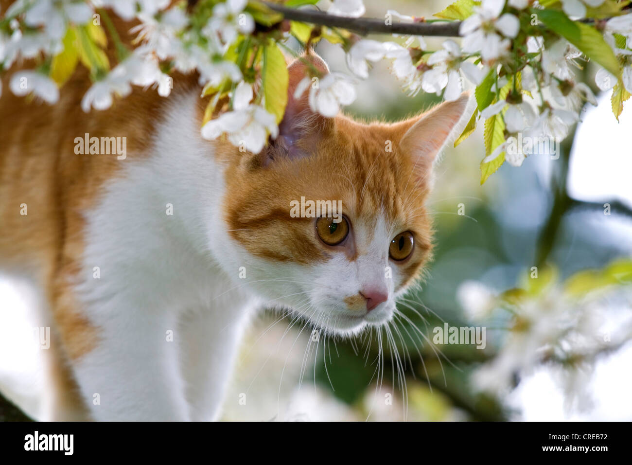 Domestic cat cherry tree hi-res stock photography and images - Alamy