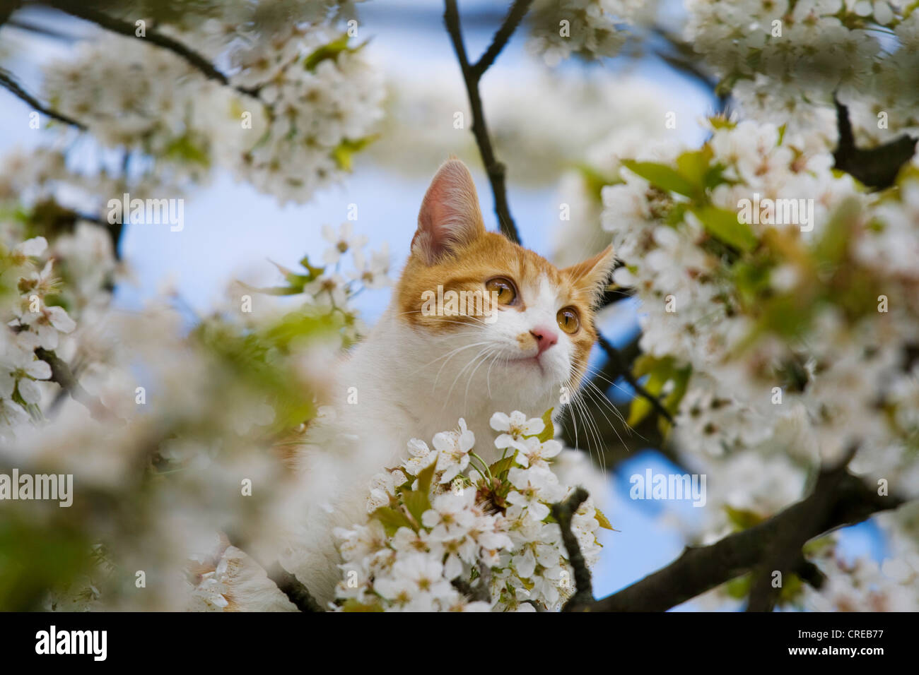 Domestic cat cherry tree hi-res stock photography and images - Alamy