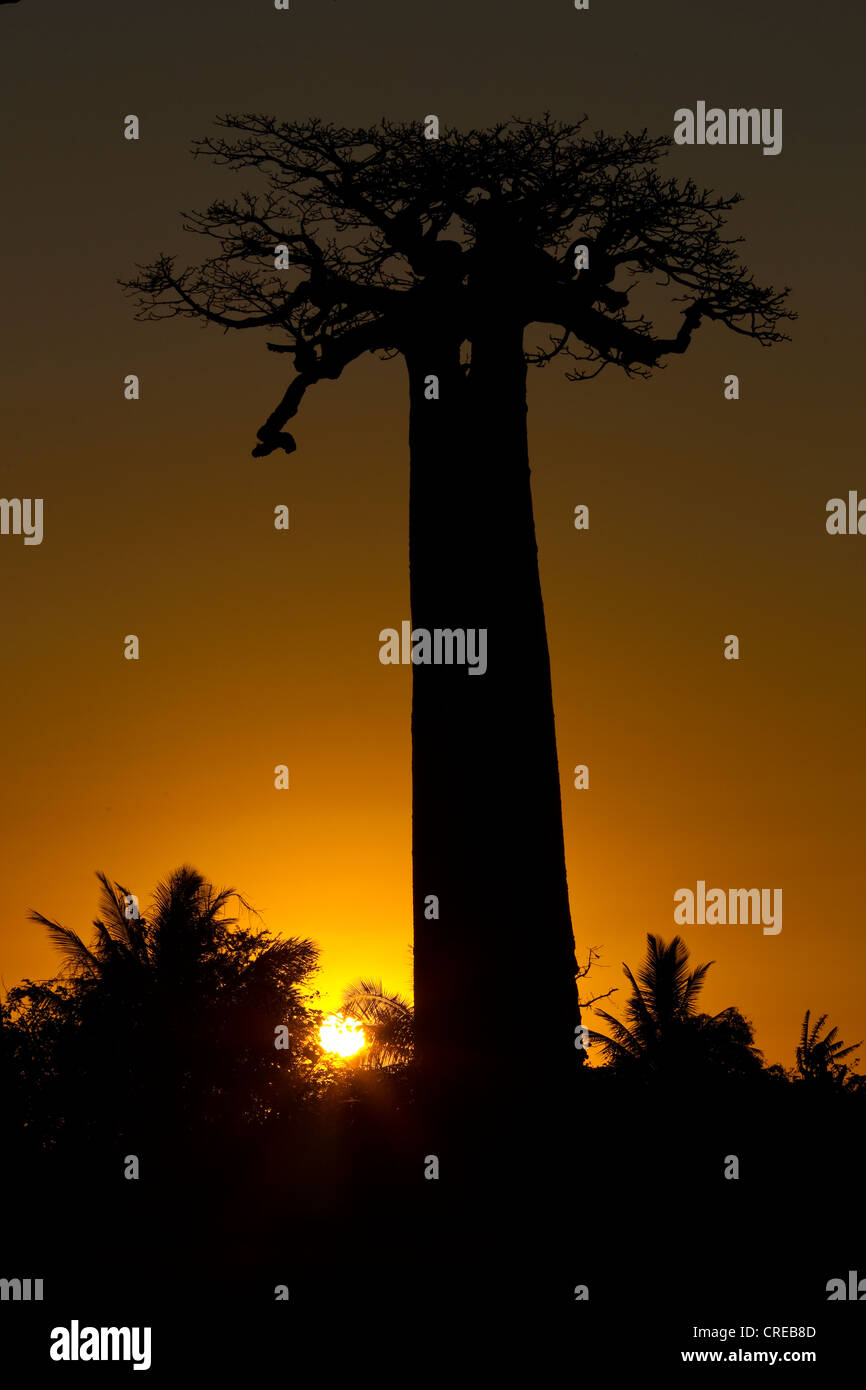 Indian baobab hi-res stock photography and images - Alamy