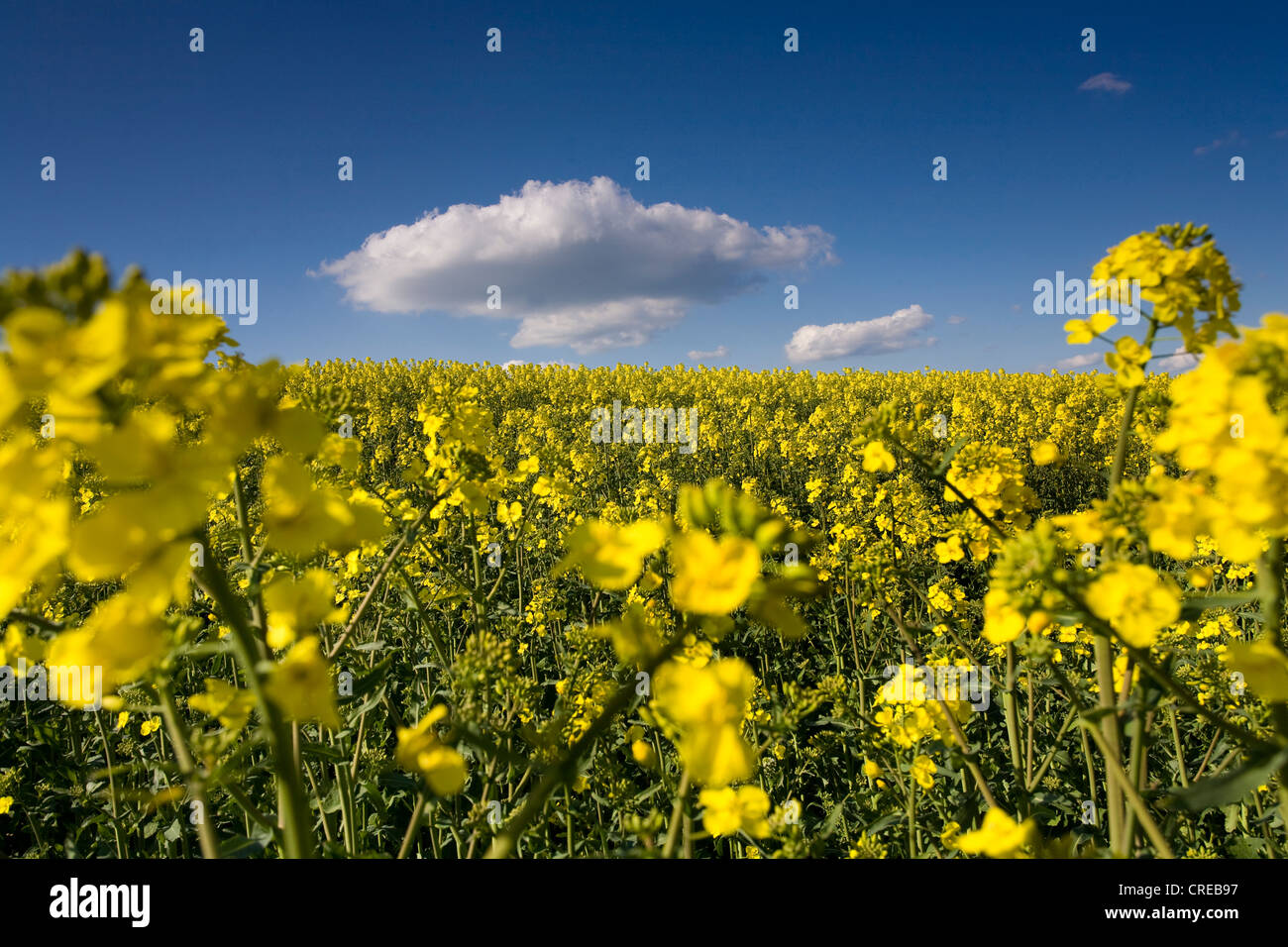 rape, turnip (Brassica napus), rape field, Germany, Saxony ...