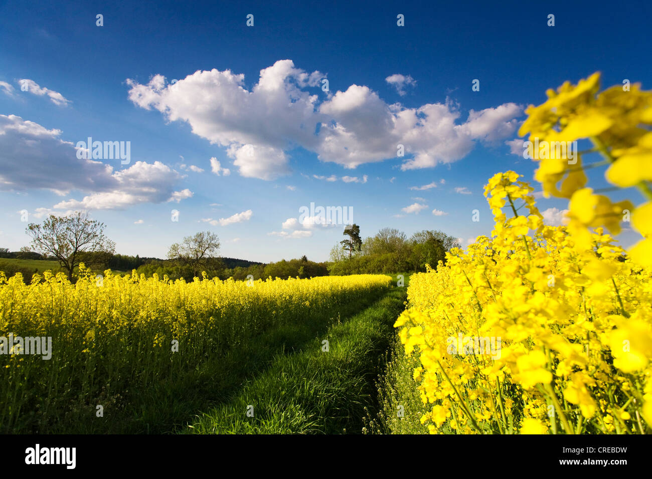 rape, turnip (Brassica napus), rapefield with cloud and field path ...