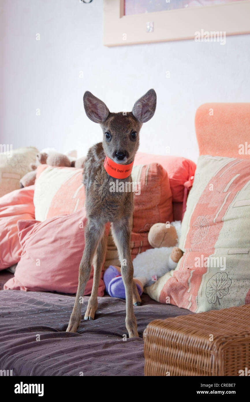 Roe Deer (Capreolus capreolus), fawn, 5-6 weeks old, raised by hand ...