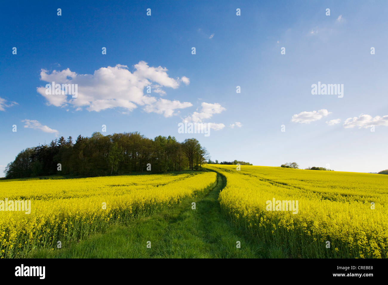 rape, turnip (Brassica napus), rapefield with cloud and field path ...