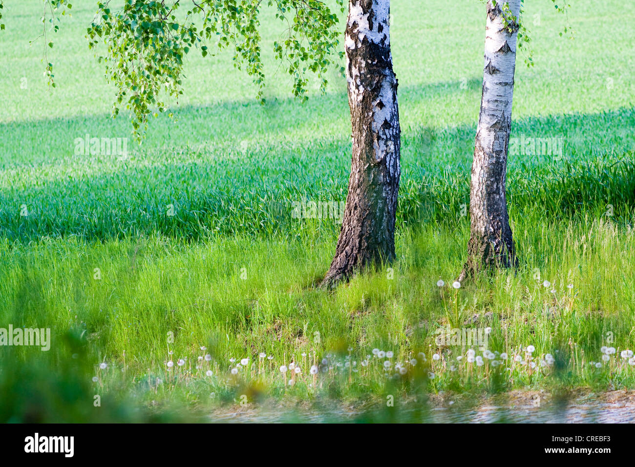 common birch, silver birch, European white birch, white birch (Betula ...