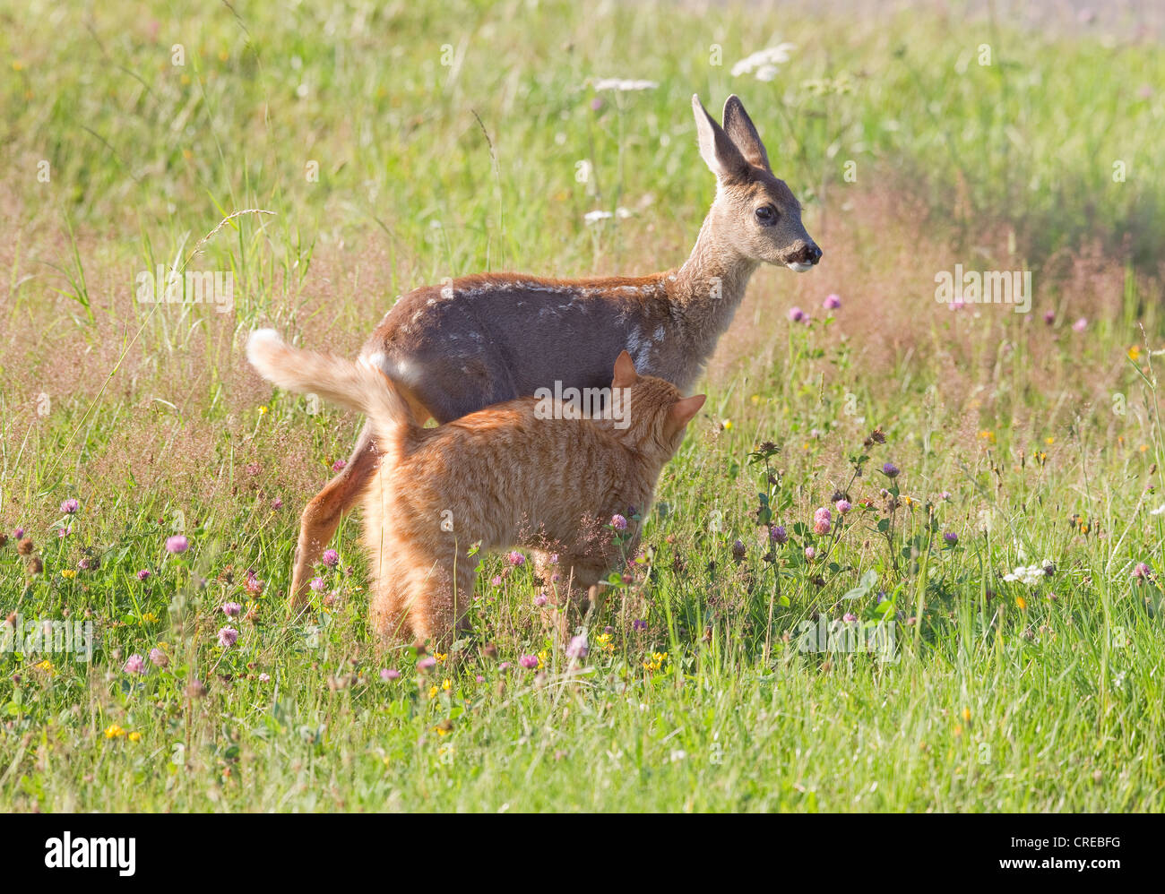 Roe Deer (Capreolus capreolus), fawn, 10 weeks old, raised by hand ...