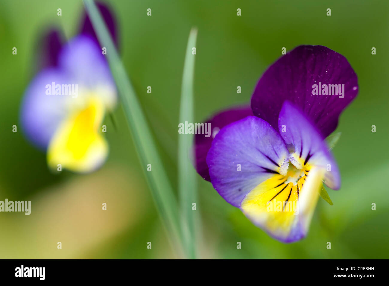 Viola cornuta hi-res stock photography and images - Alamy