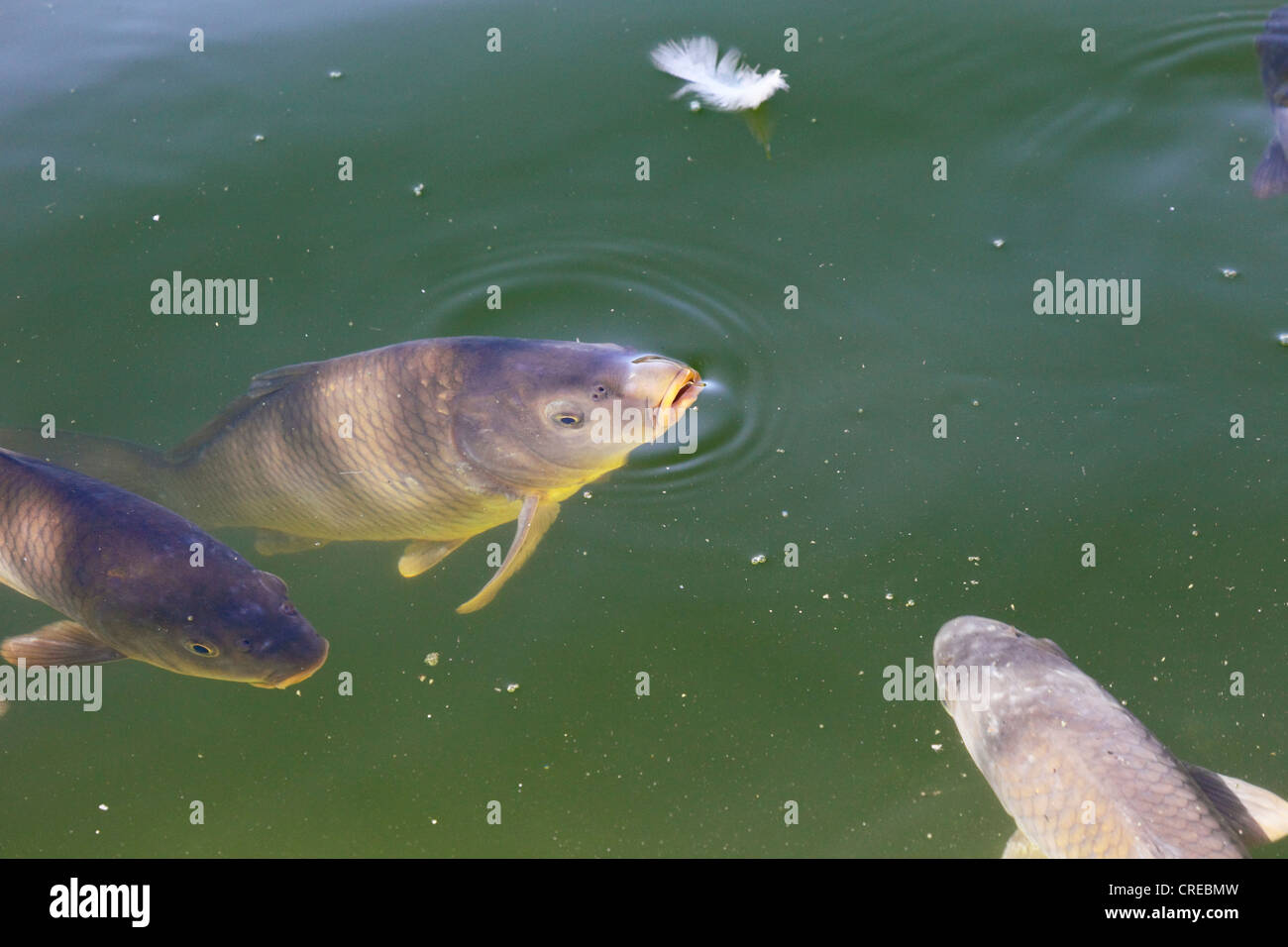 Cyprinus carpio hi-res stock photography and images - Alamy