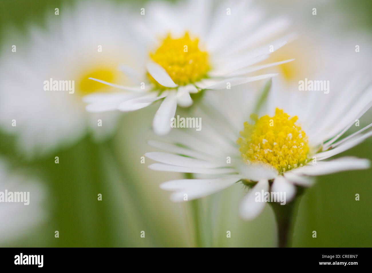 common daisy, lawn daisy, English daisy (Bellis perennis), blooming ...