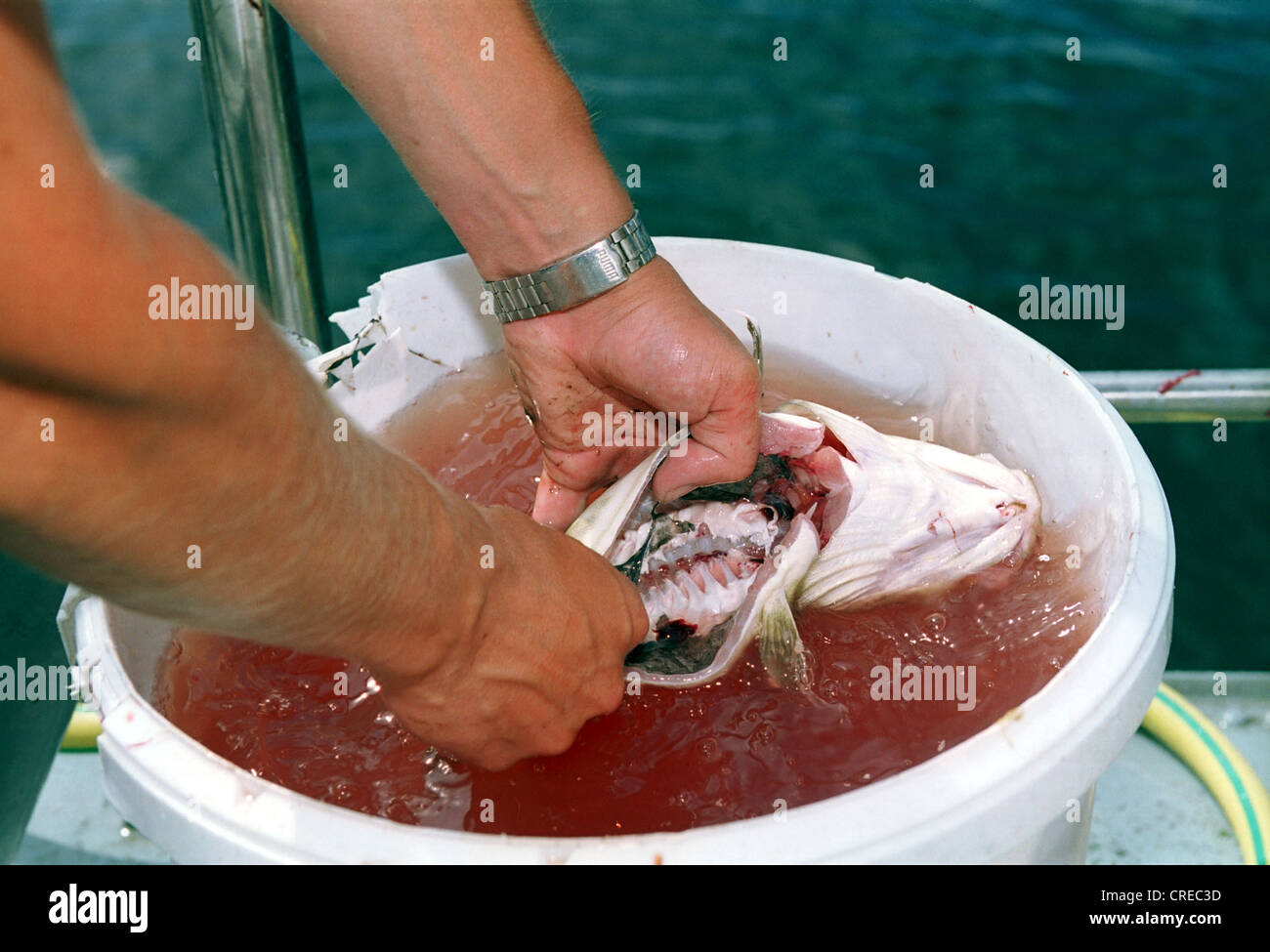 Gutting cod fish hi-res stock photography and images - Alamy