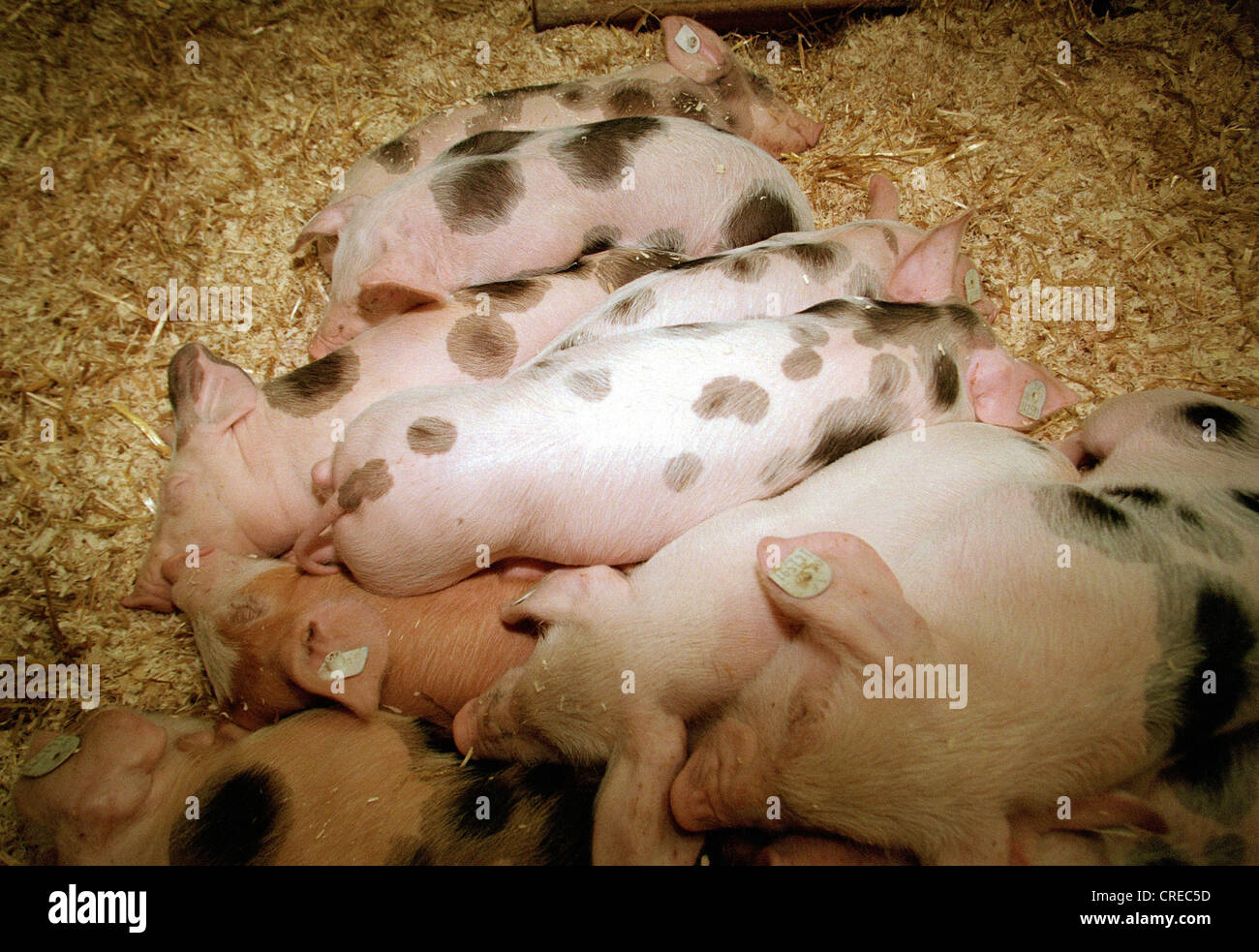 Group of piglets, Green Week Berlin 2001, Germany Stock Photo - Alamy