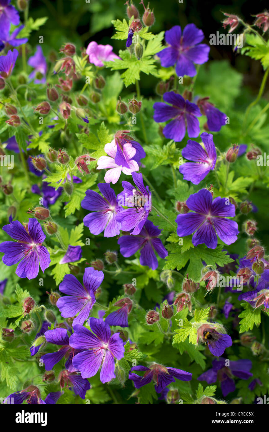 Geranium rozanne garden border hi-res stock photography and images - Alamy