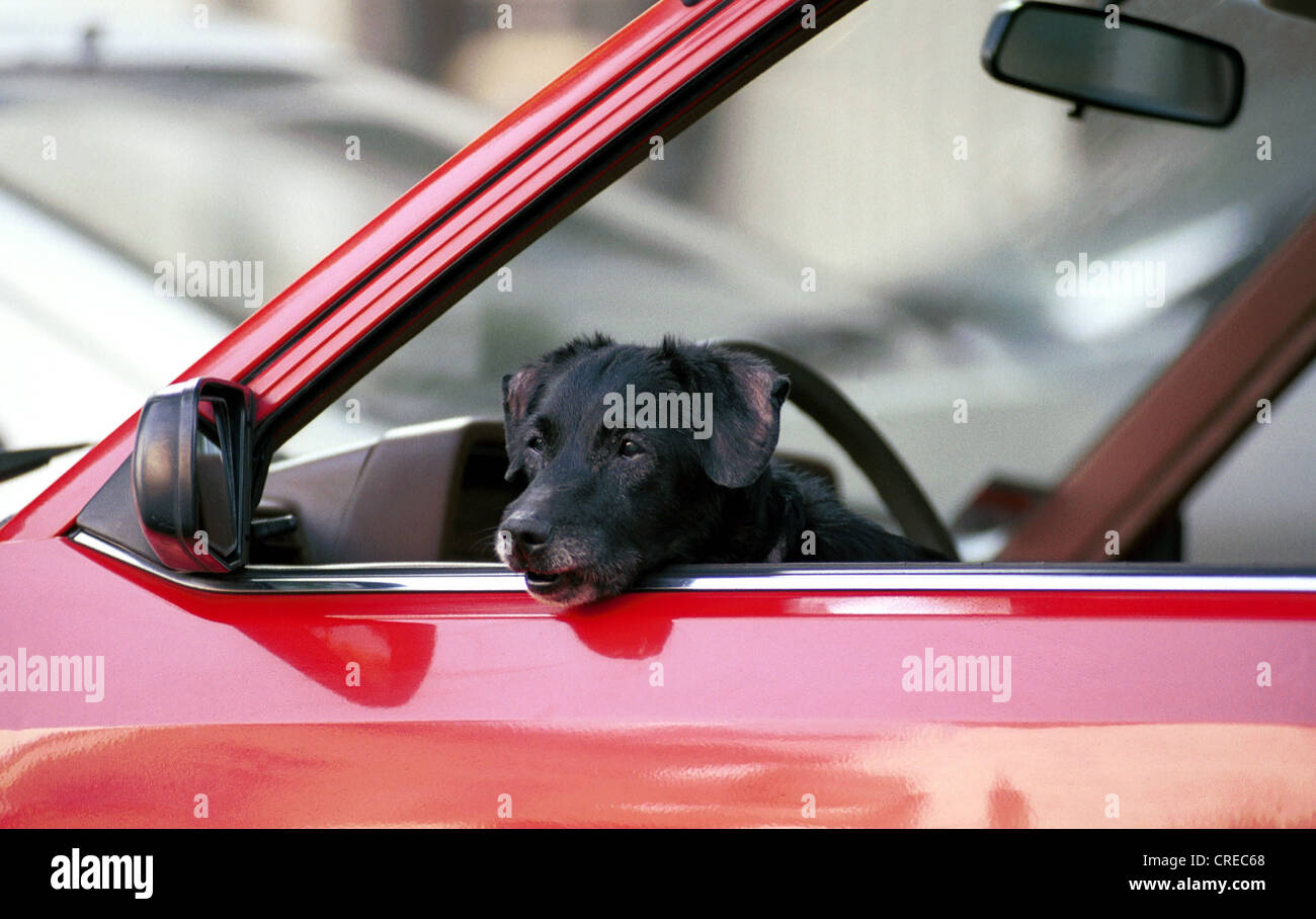 Dog in the car, Bonn, Germany Stock Photo - Alamy