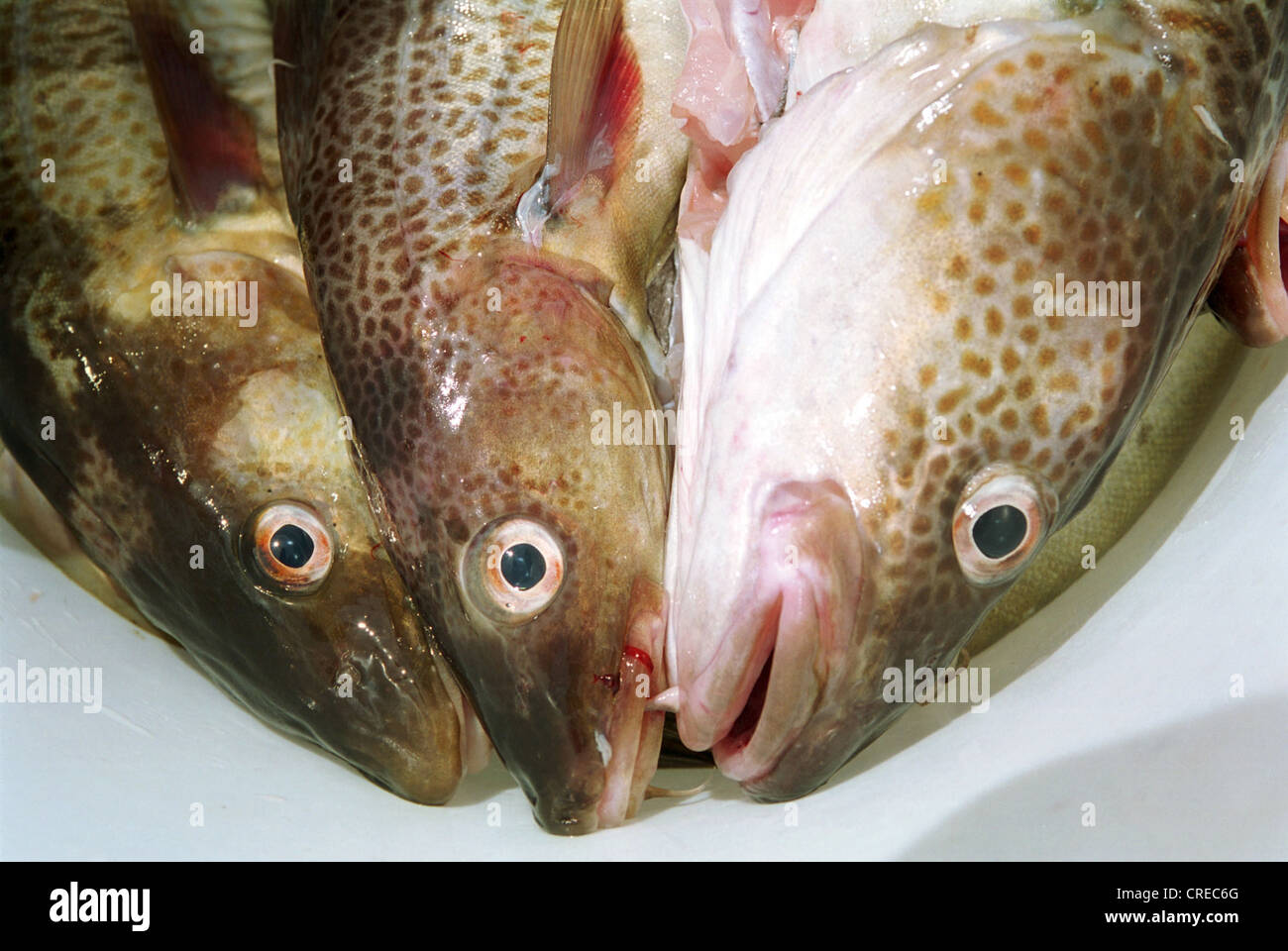 Dead wismar horizontal hi-res stock photography and images - Alamy