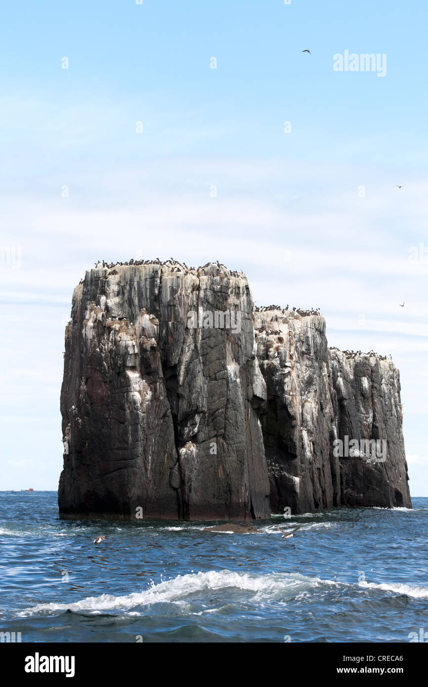 The Stacks Staple Island seabird breeding colony Stock Photo - Alamy