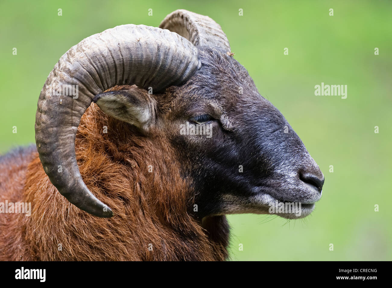 Mouflon (Ovis musimon), wild sheep, portrait, Wildpark Daun wildlife ...