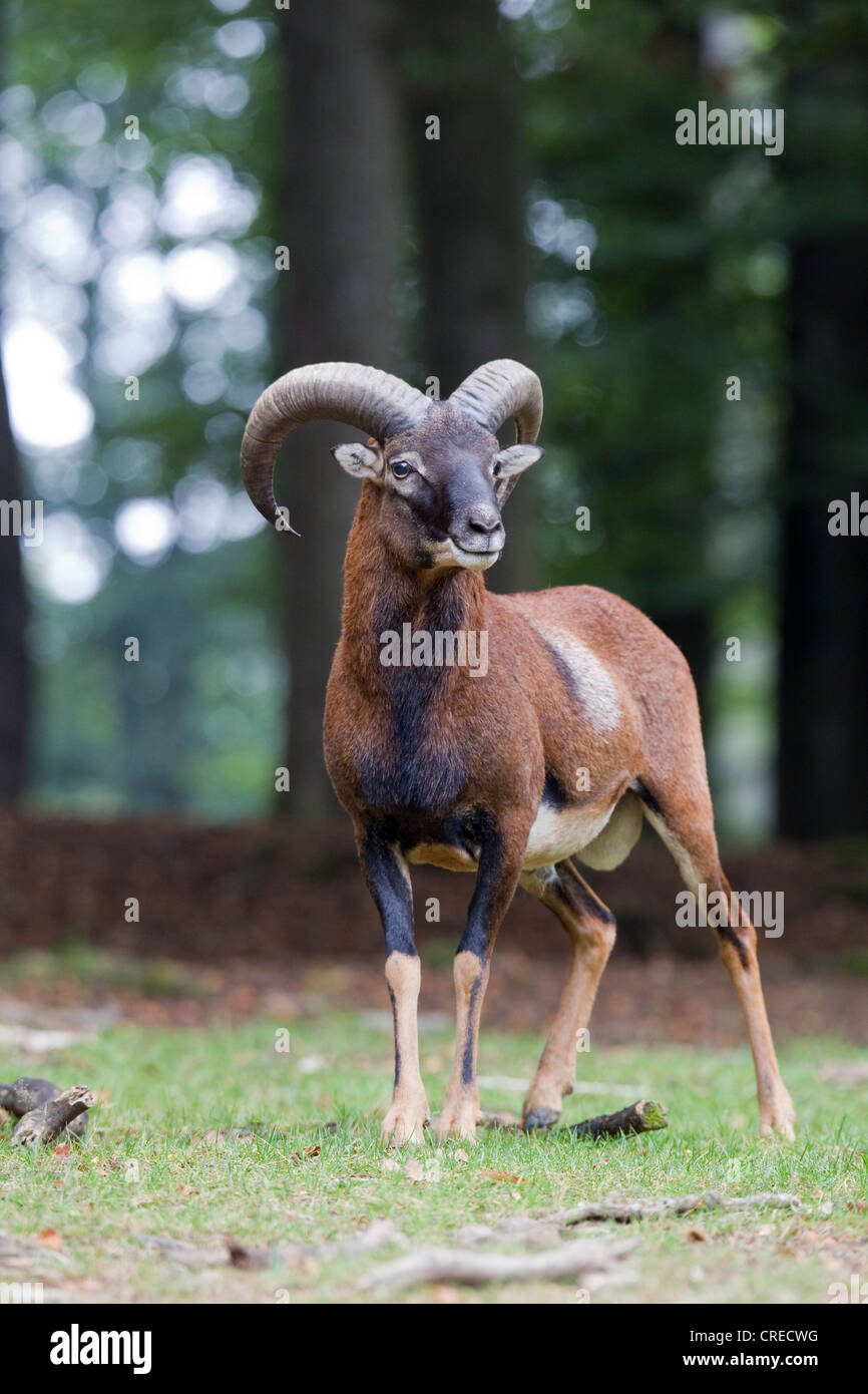 Mouflon (Ovis musimon), wild sheep, Wildpark Daun wildlife park ...