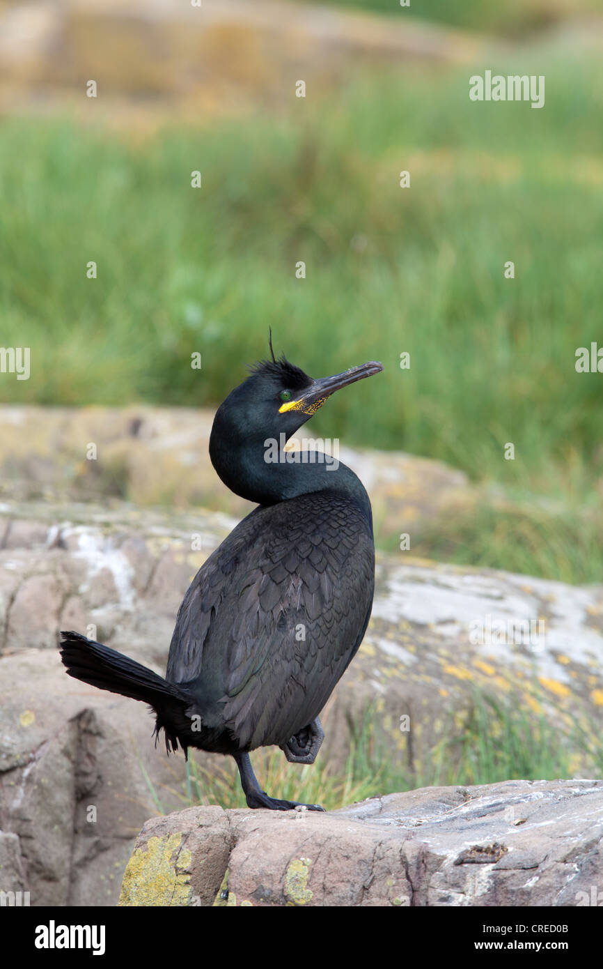 European Shag Phalacrocorax aristotelis adult male in breeding plumage ...