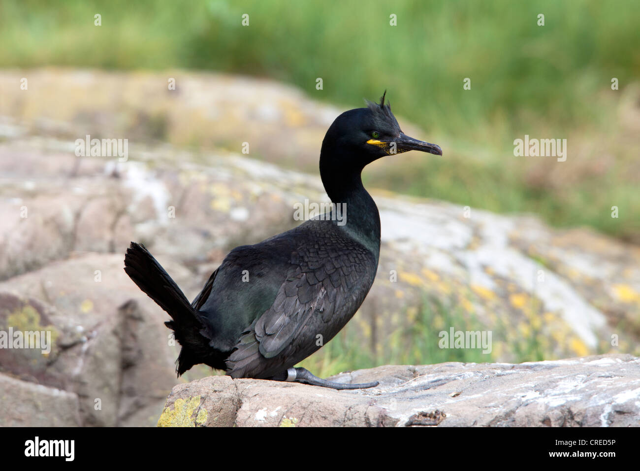 European Shag Phalacrocorax aristotelis adult in breeding plumage ...