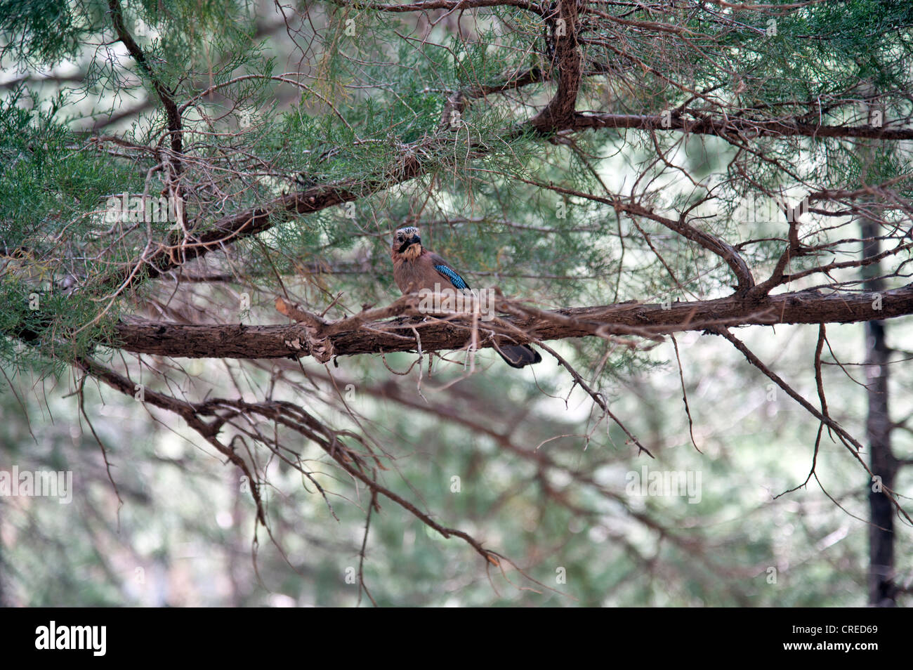 Crete gorge bird hi-res stock photography and images - Alamy