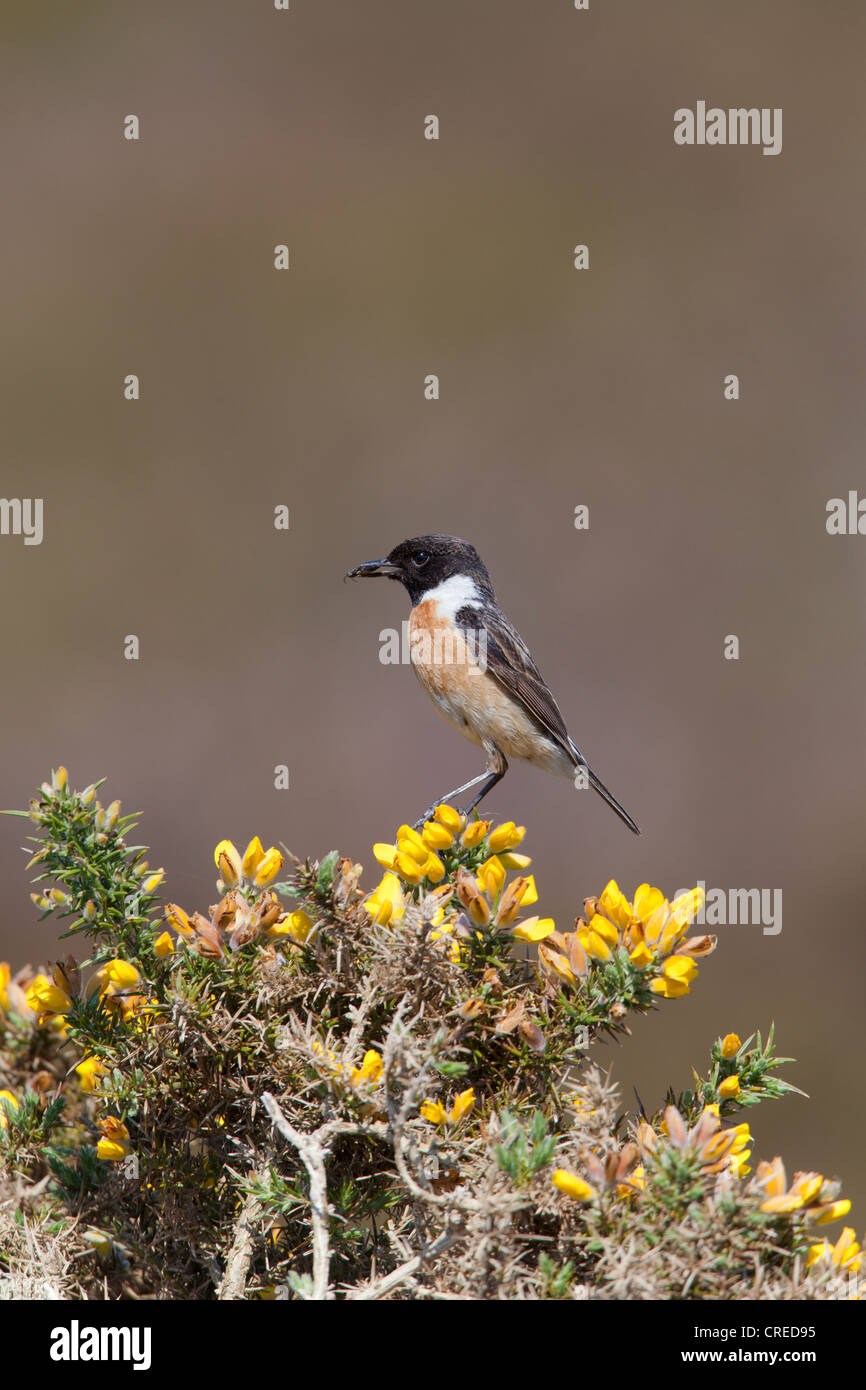 Adult stonechat hi-res stock photography and images - Alamy