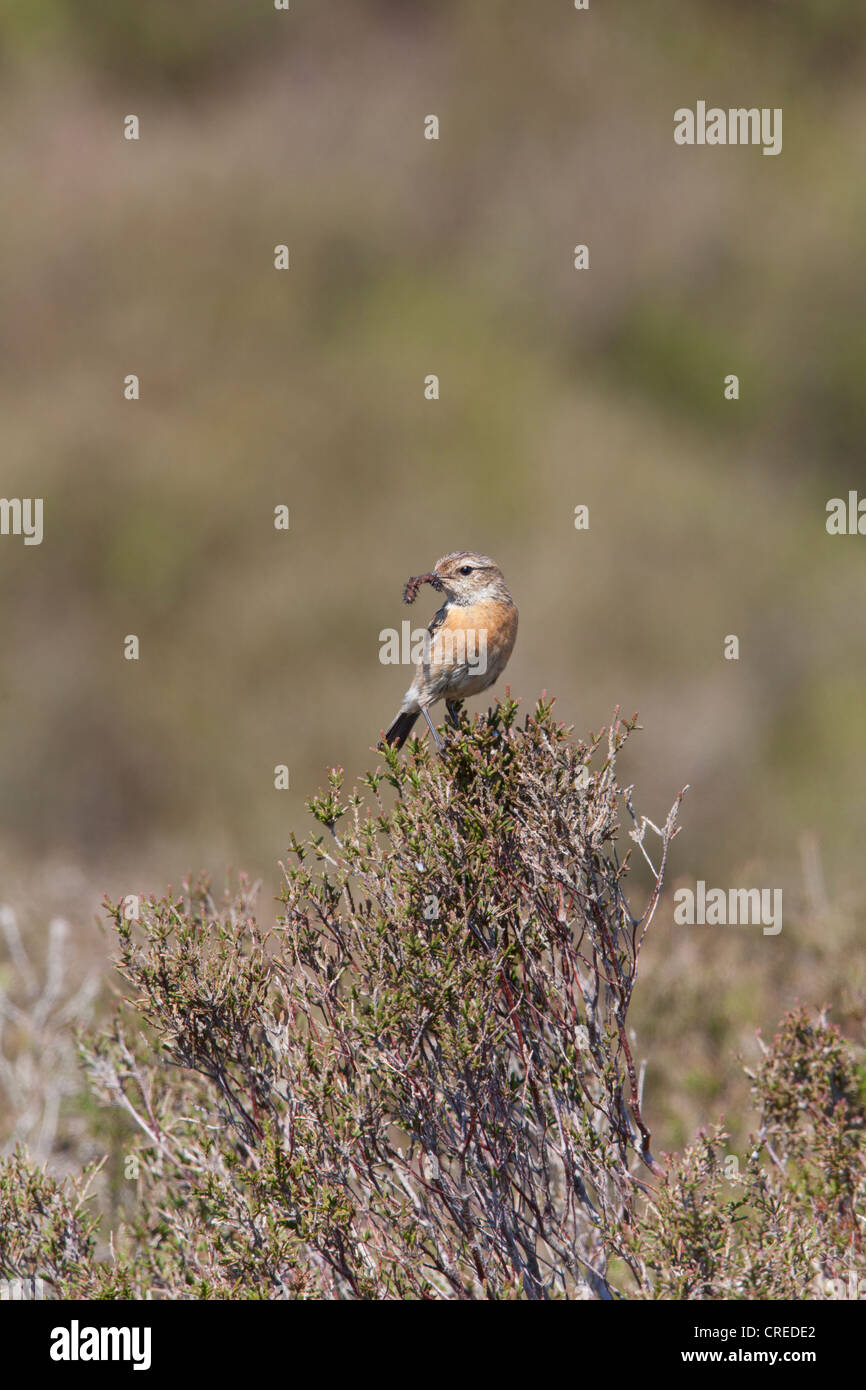 Female common stonechat hi-res stock photography and images - Alamy