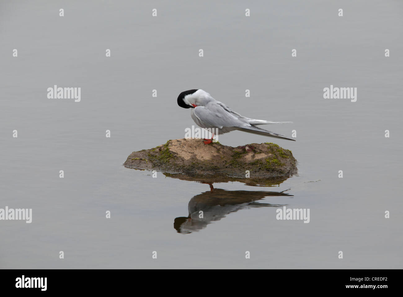 Common Tern Sterna hirundo adult in breeding plumage perched on a rock ...