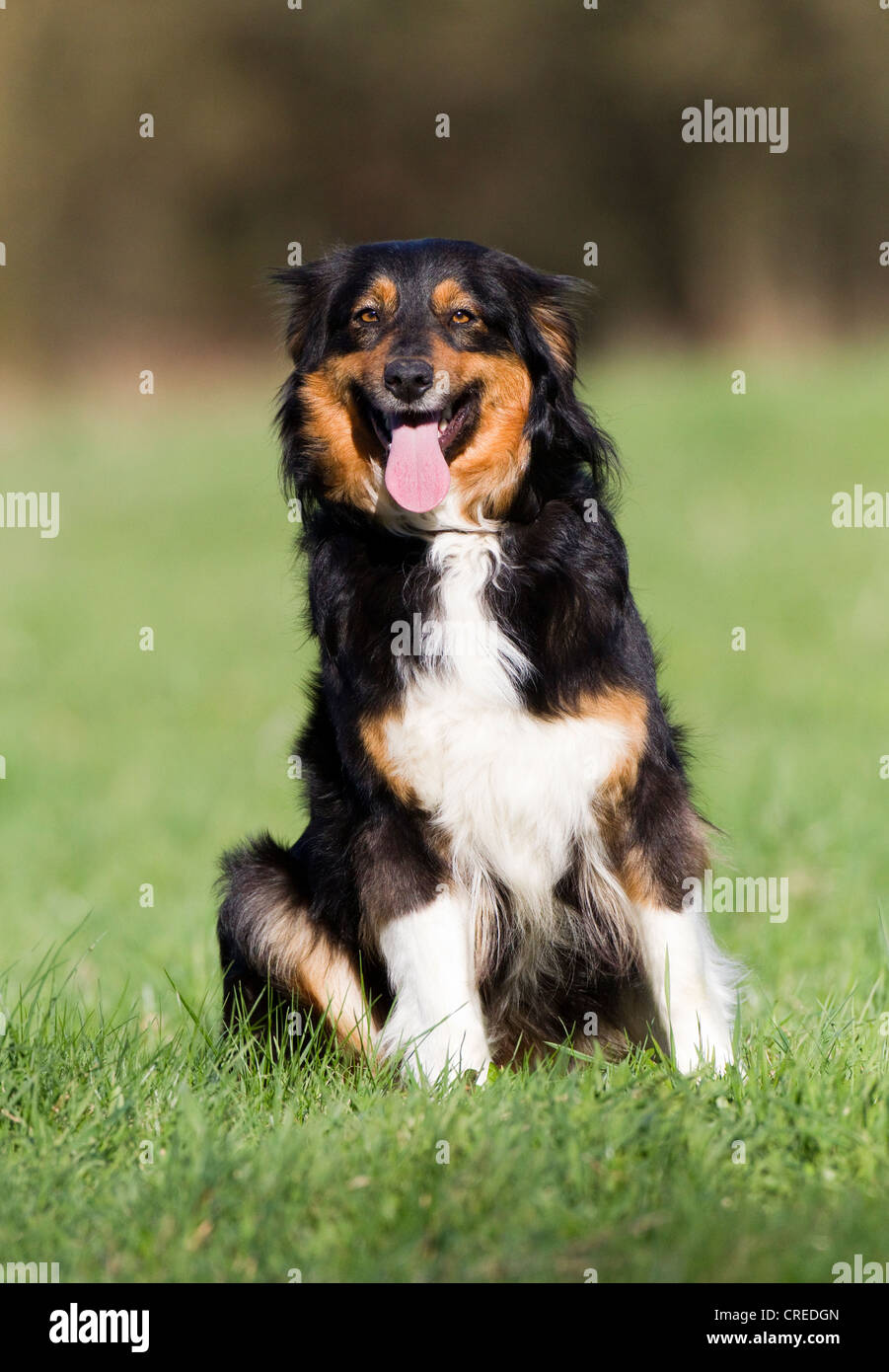 Australian Shepherd, black tri Stock Photo - Alamy