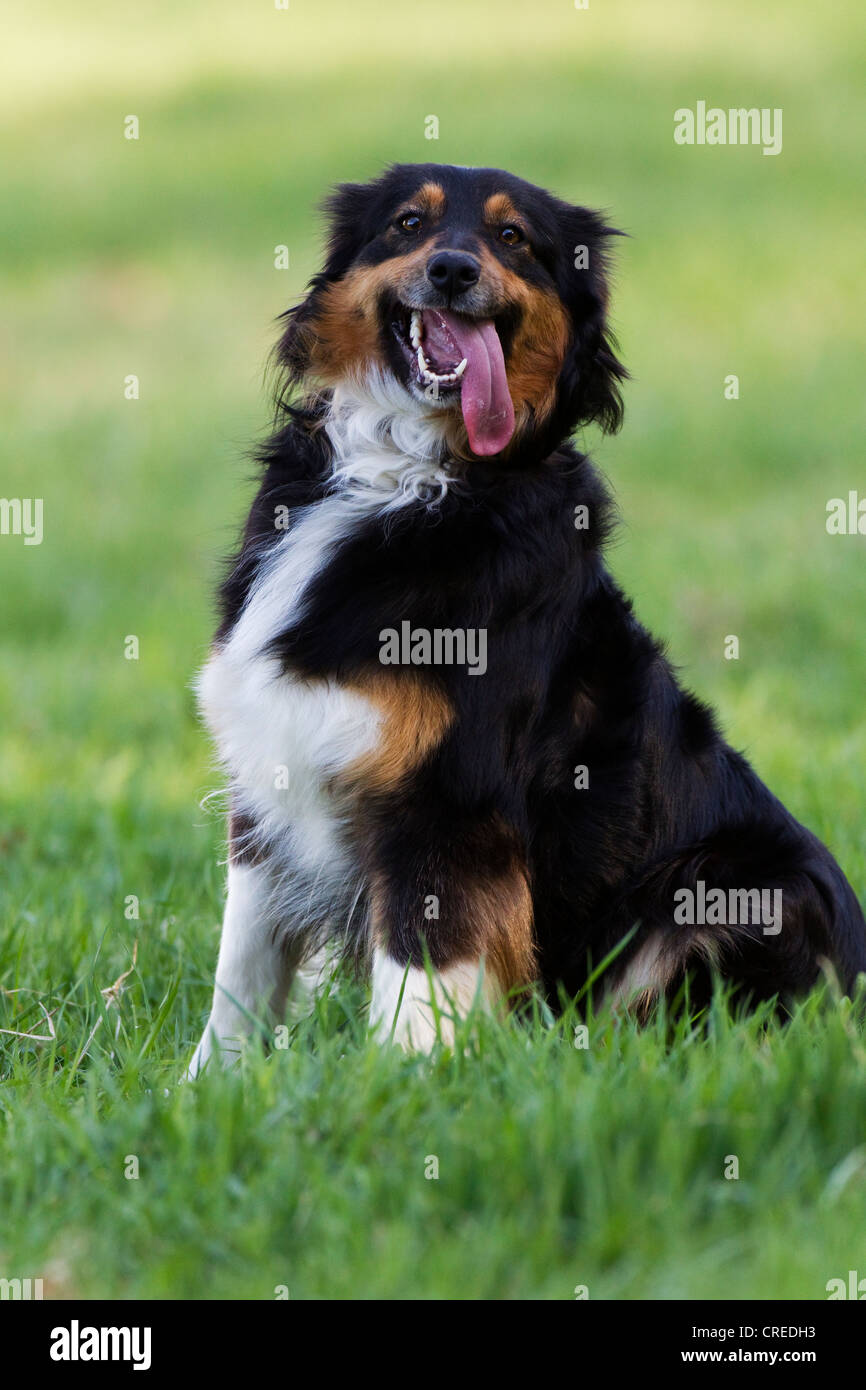 Canidae australian australia wildlife hi-res stock photography and ...