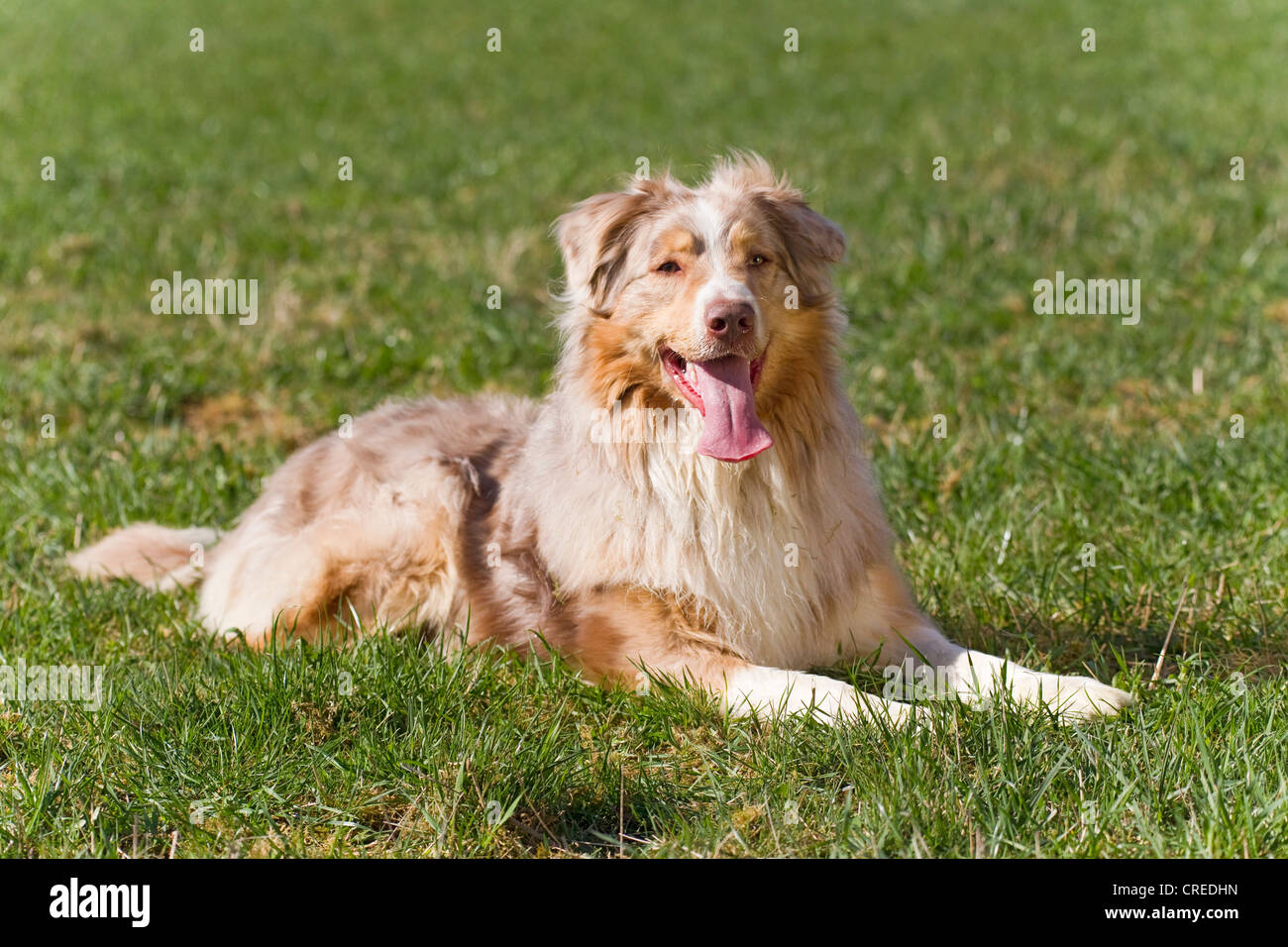 Australian Shepherd, red merle Stock Photo - Alamy