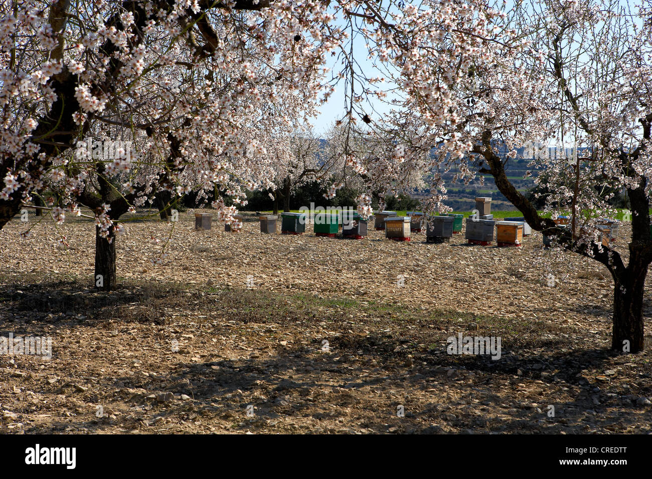 Apiary under “almond-trees” with flowers in spring Stock Photo - Alamy