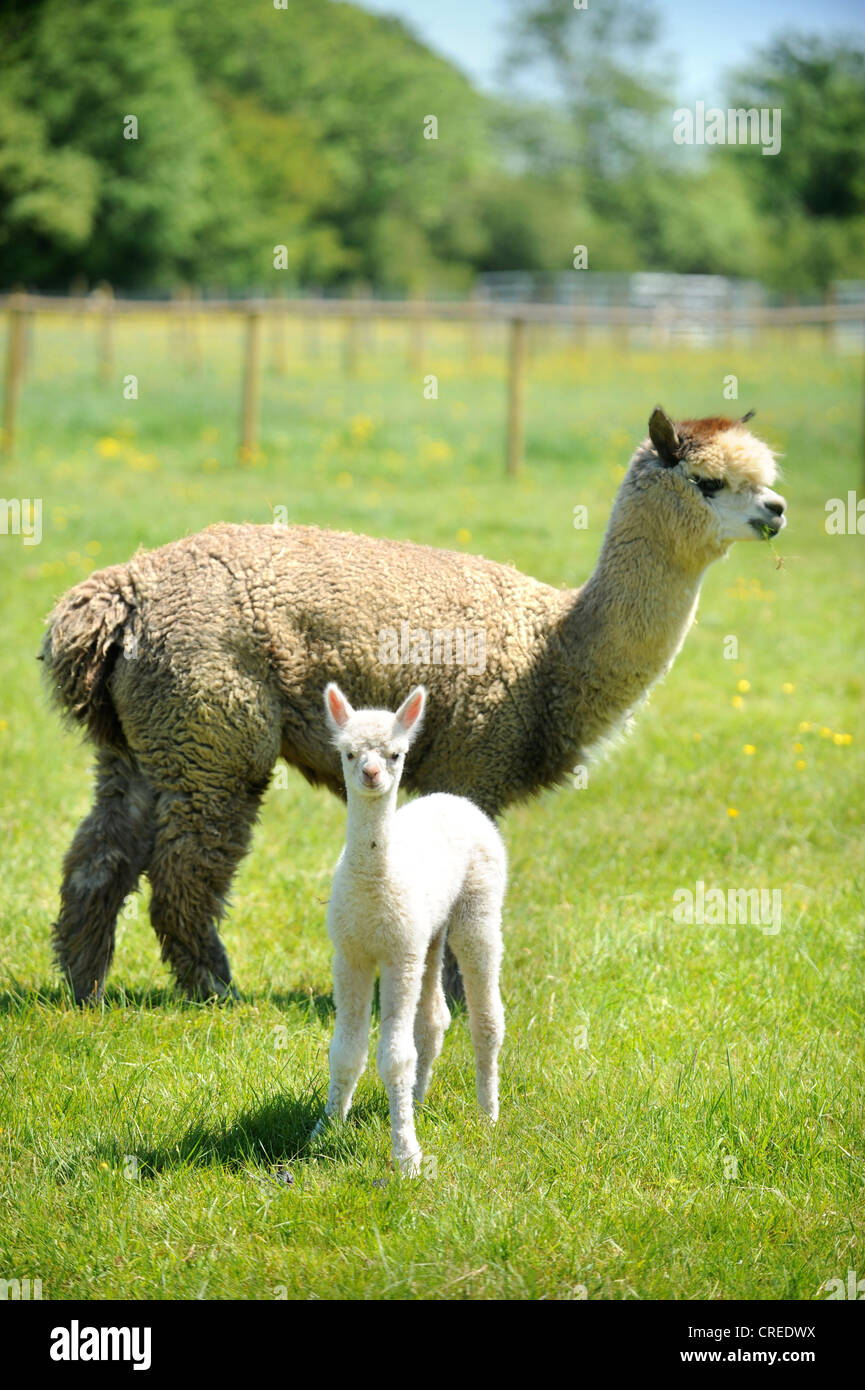 Alpaca Cria