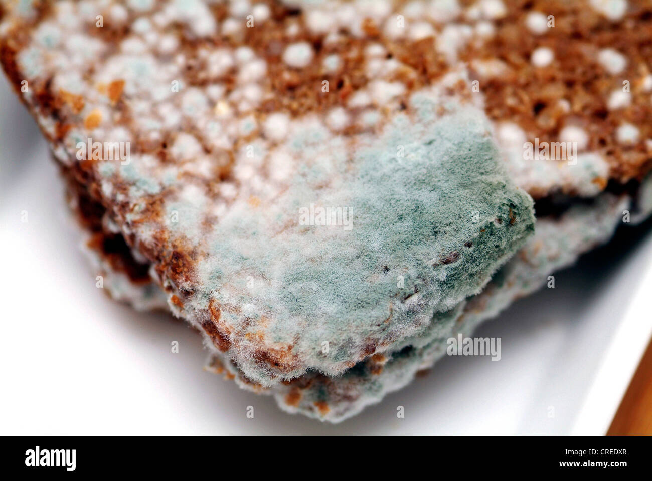 Mouldy Bread High Resolution Stock Photography and Images - Alamy