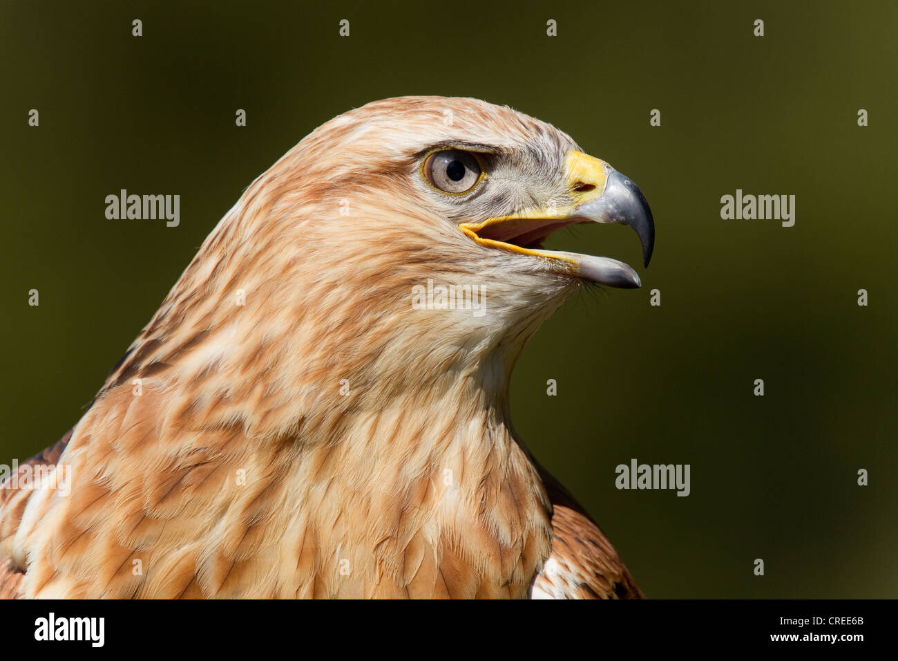 Buzzard (Buteo Rufinus), portrait Stock Photo - Alamy