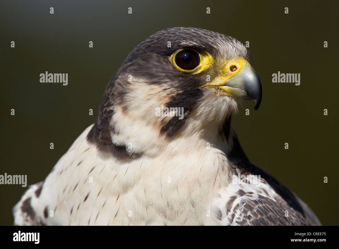 Peregrine falcon laggar falcon hi-res stock photography and images - Alamy