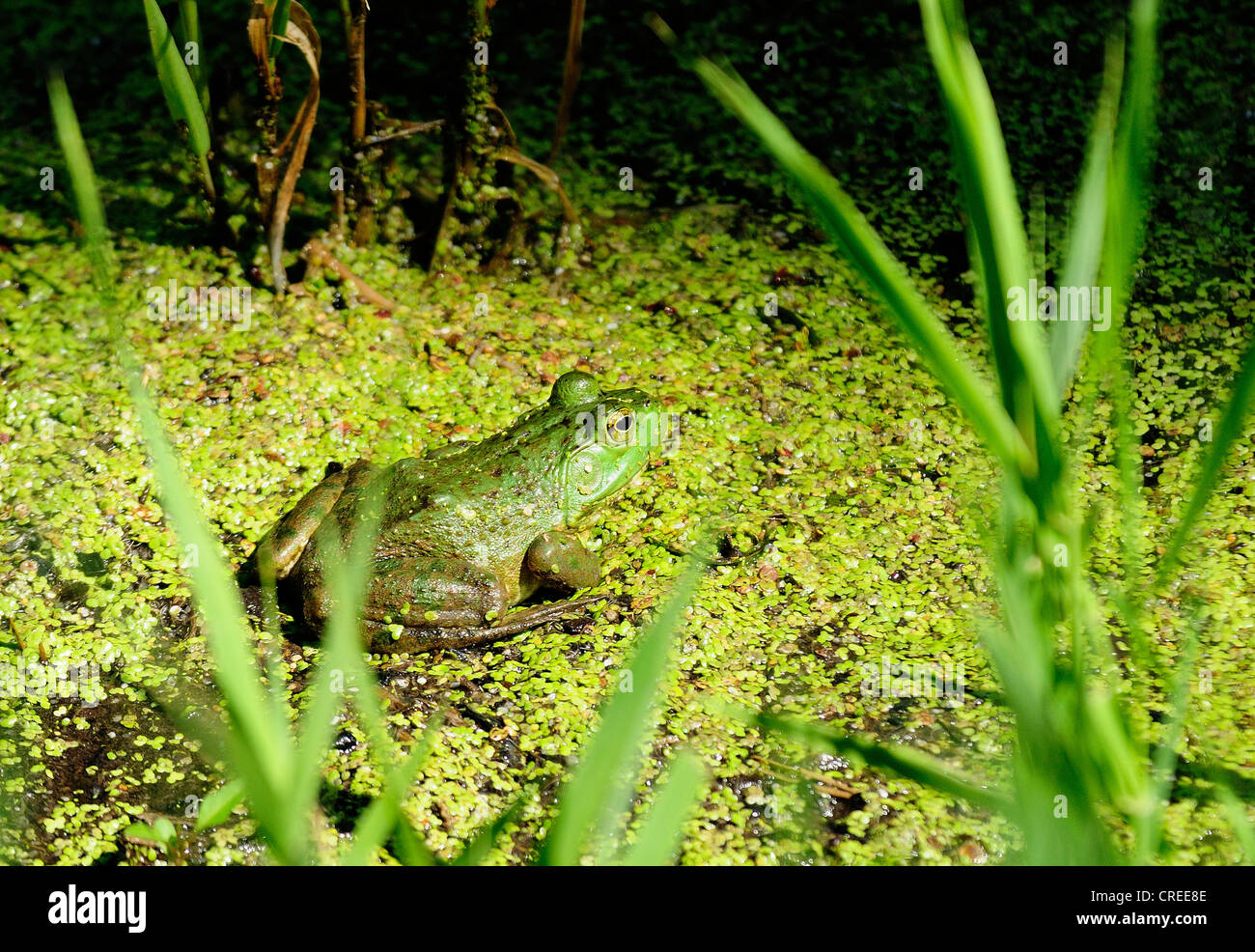 Bullfrog ecology hi-res stock photography and images - Alamy