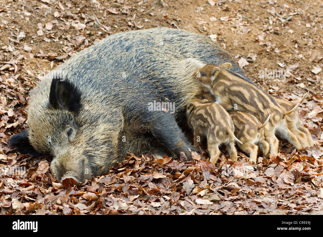 Wild boar (Sus scrofa), wild sow suckling piglets Stock Photo - Alamy