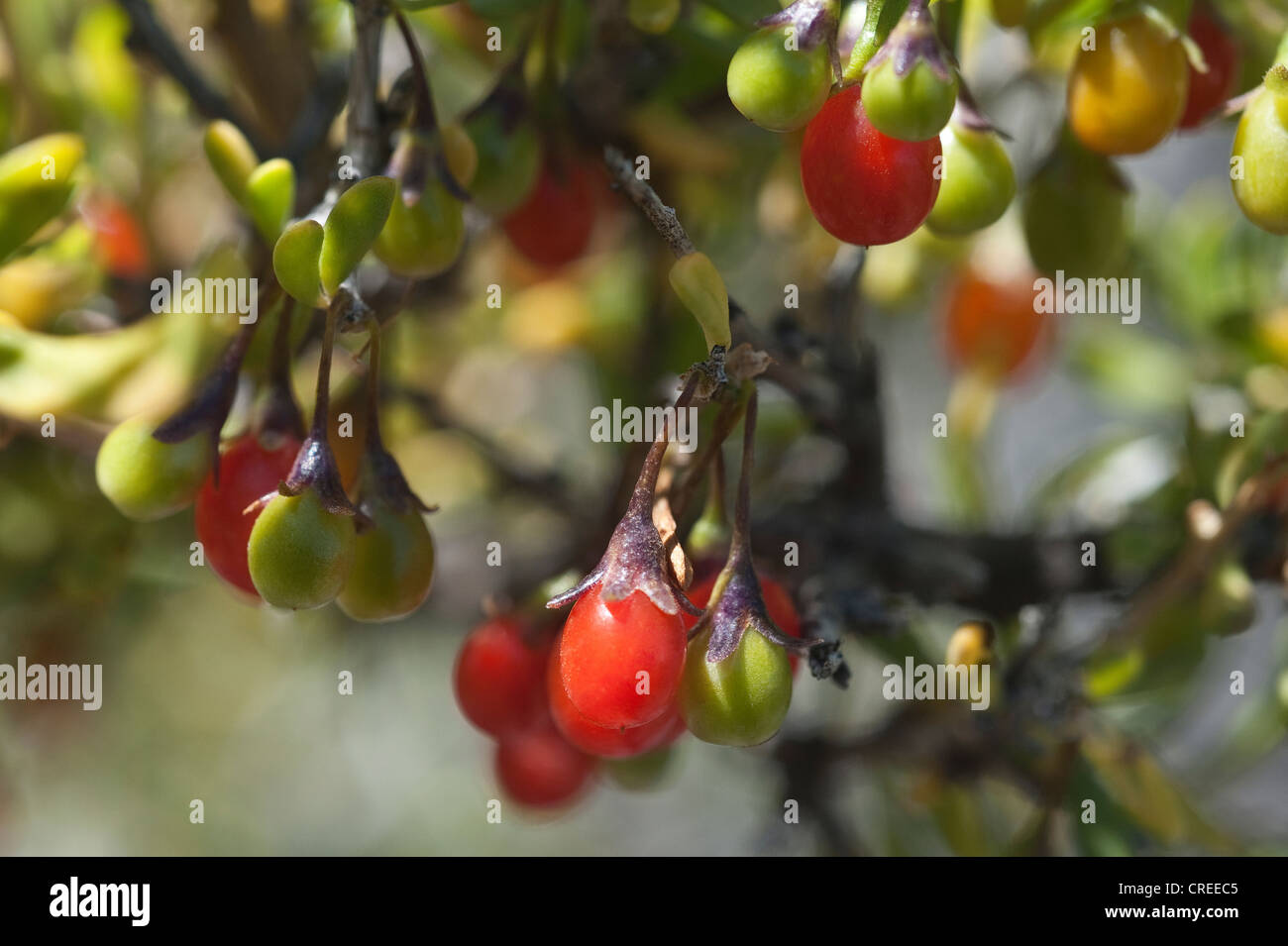 Lycium sp. fruit Parque National Monte Leon Atlantic coast Santa Cruz ...