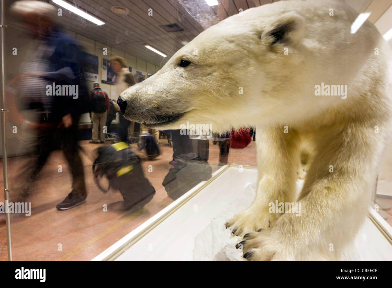 polar bear (Ursus maritimus), stuffed Polarbear in airport of ...