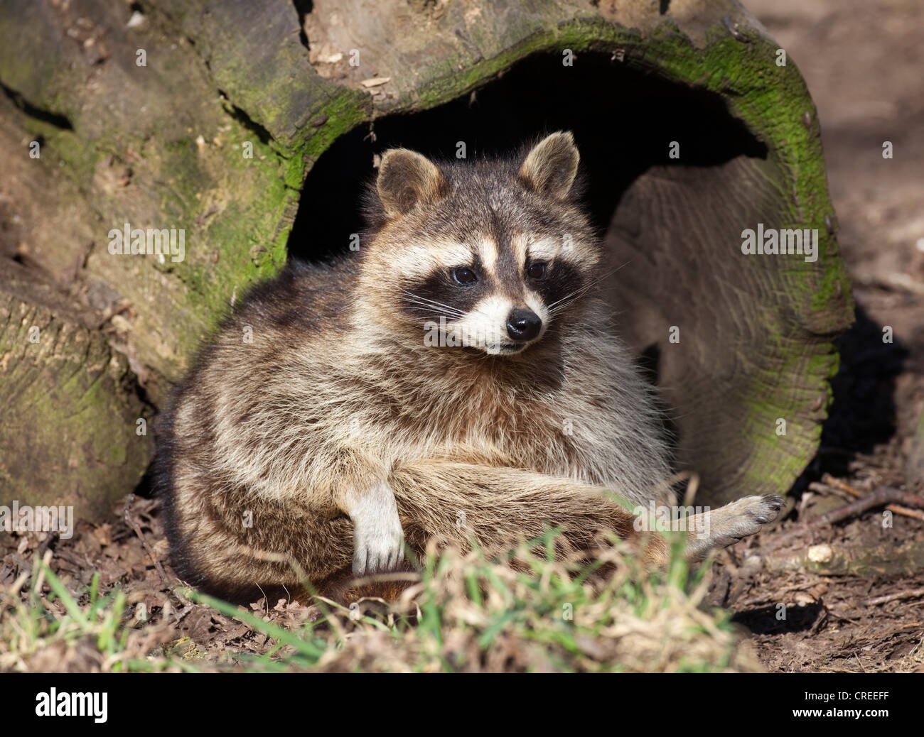 Raccoon (Procyon lotor Stock Photo - Alamy