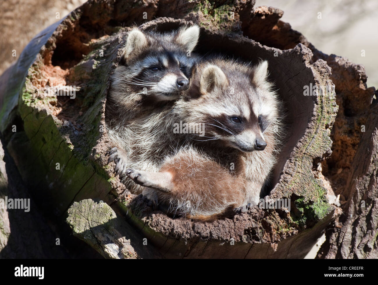 Two raccoons (Procyon lotor) in a hollow tree trunk Stock Photo - Alamy