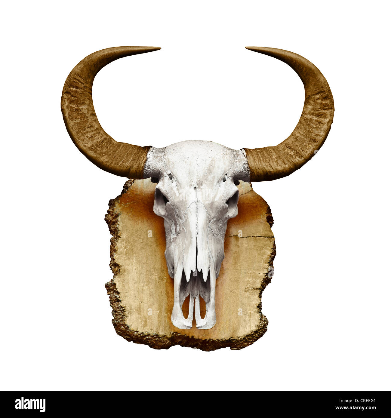 Bull Skull Profile